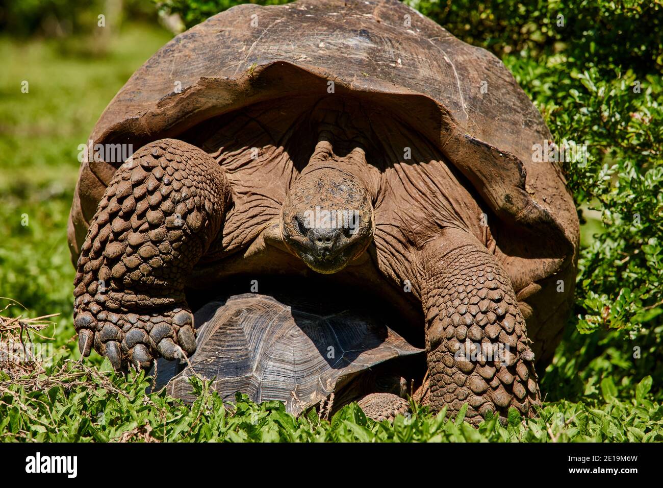 giant turtle love parade santa cruz island Galapagos Ecuador south ...