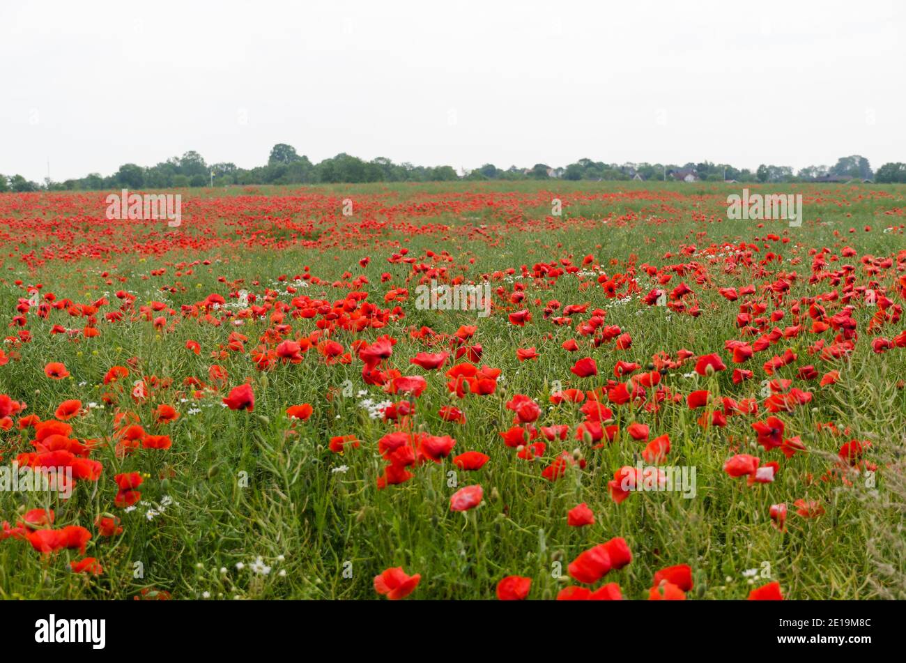 Poppies all over in a corn field on the Swedish island Oland Stock ...