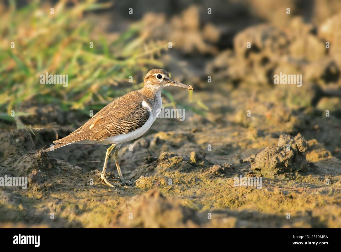 Common sandpiper sri lanka hi-res stock photography and images - Alamy