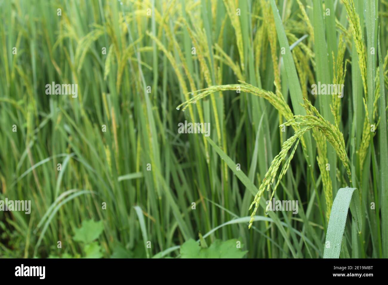 rice field india Stock Photo - Alamy