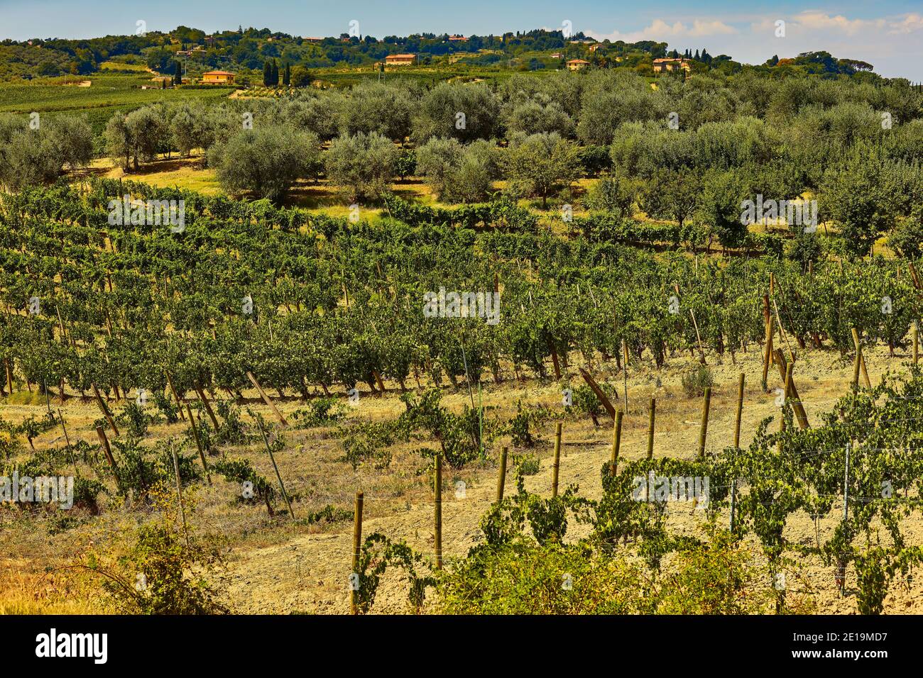 Vineyard and olive trees hi-res stock photography and images - Alamy
