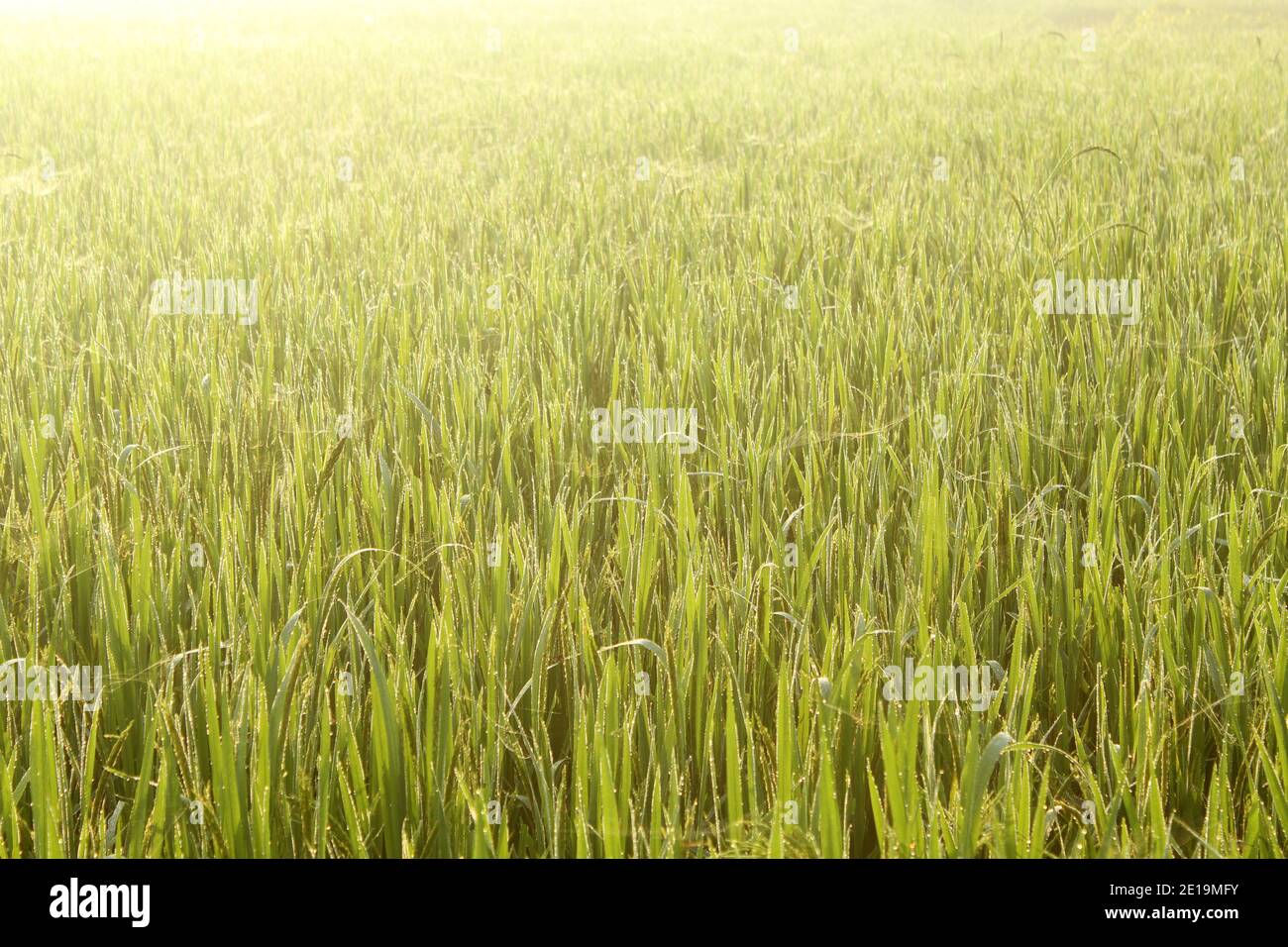 rice field india Stock Photo - Alamy