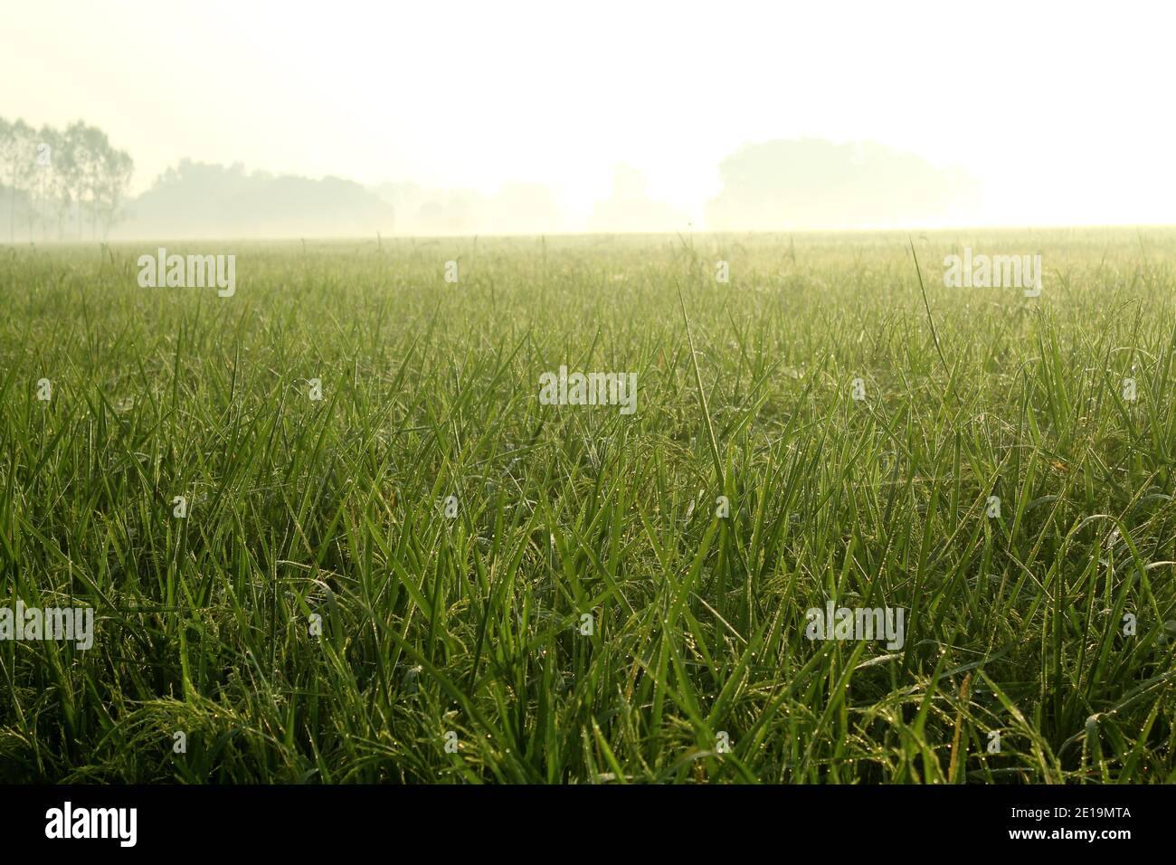 rice field india Stock Photo - Alamy
