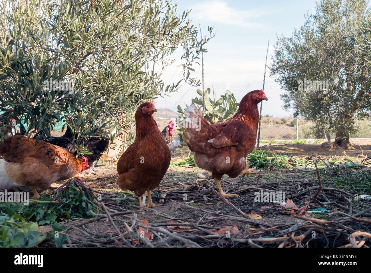 Ecological chickens on the farm. In nature with trees Stock Photo - Alamy