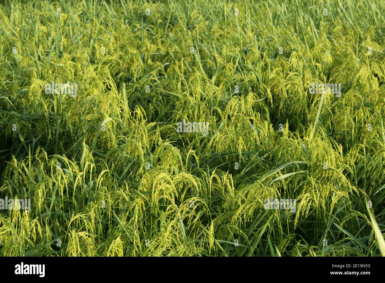 rice field india Stock Photo - Alamy