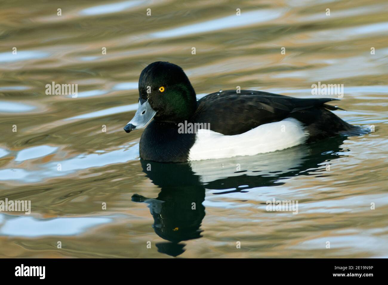 Commonest of the diving ducks on UK waterways, a male or drake Tufted ...