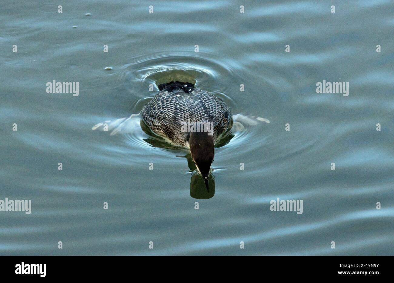 Common loon call hi-res stock photography and images - Alamy