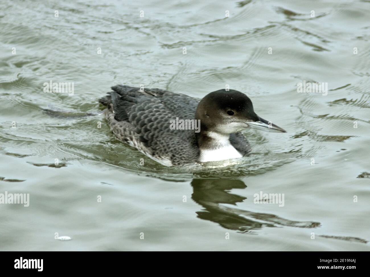Great Northern Divers become more drab in their winter plumage and many ...