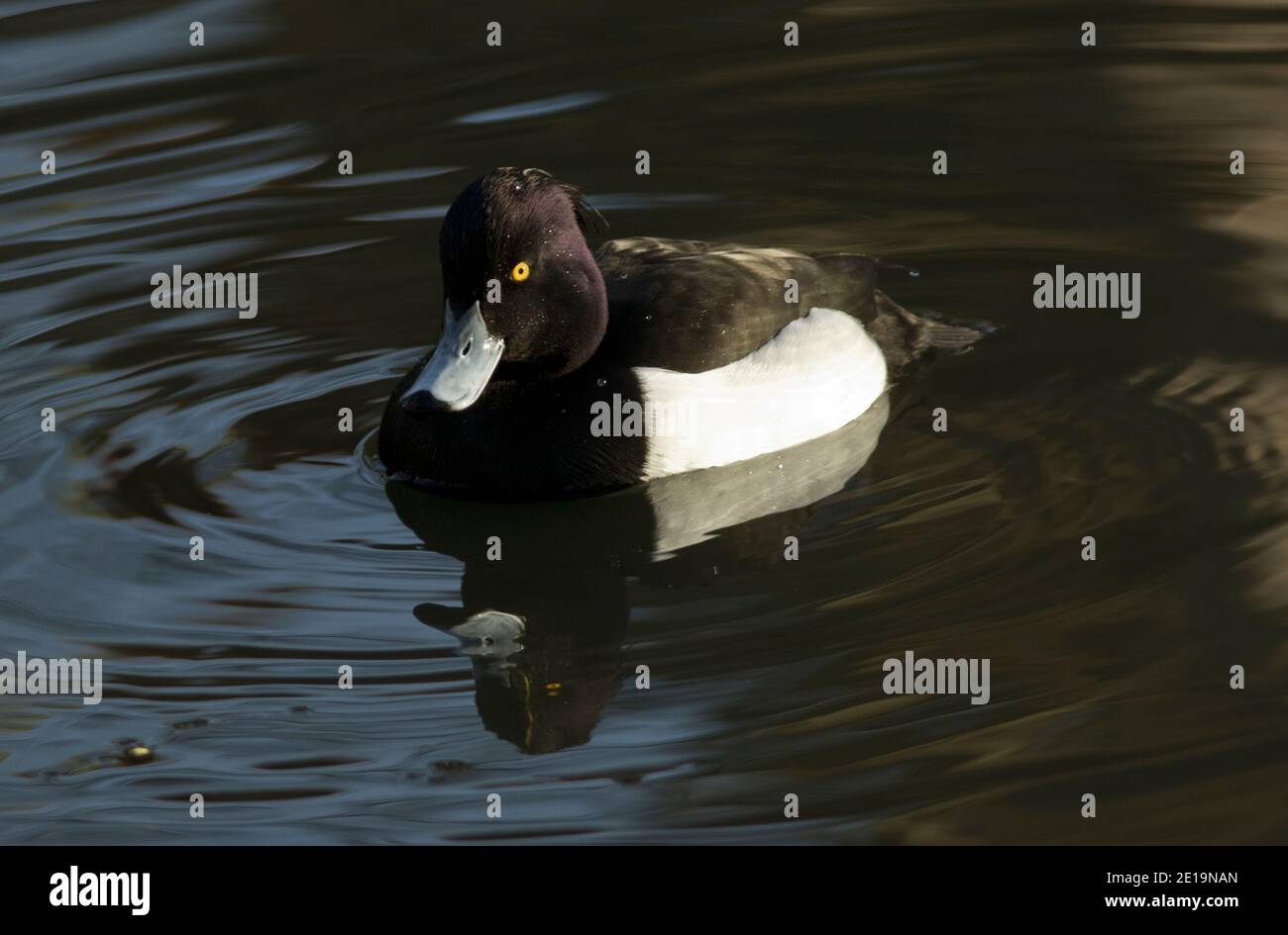 Commonest of the diving ducks on UK waterways, a male or drake Tufted ...