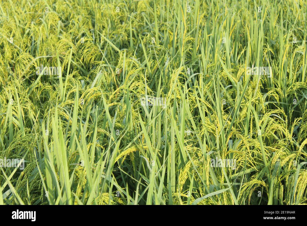 rice field india Stock Photo - Alamy