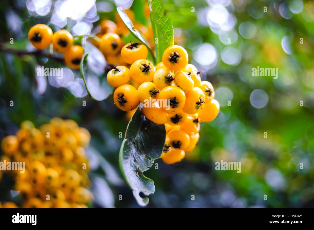 Yellow firethorn (Pyracantha) berries cluster and beautiful bokeh Stock ...
