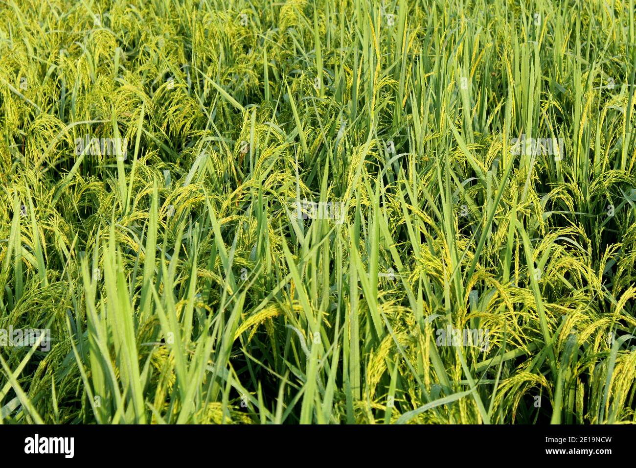 rice field india Stock Photo - Alamy