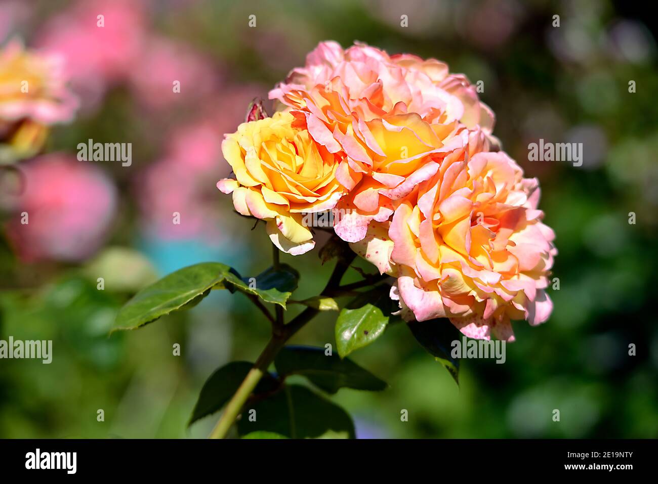 Rose stalk hi-res stock photography and images - Alamy