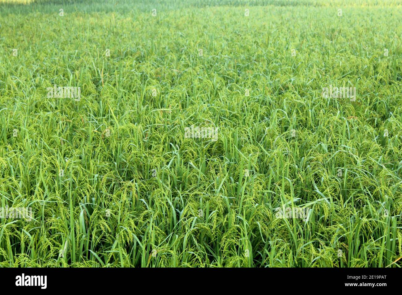 rice field india Stock Photo - Alamy
