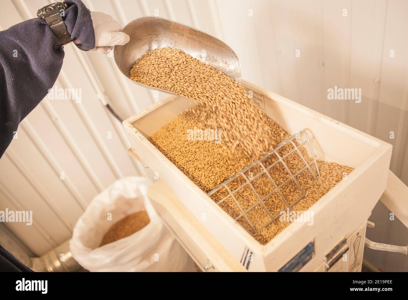 Cropped shot of unrecognizable brewer pouring barley seeds into grain mill at beer factory Stock ...