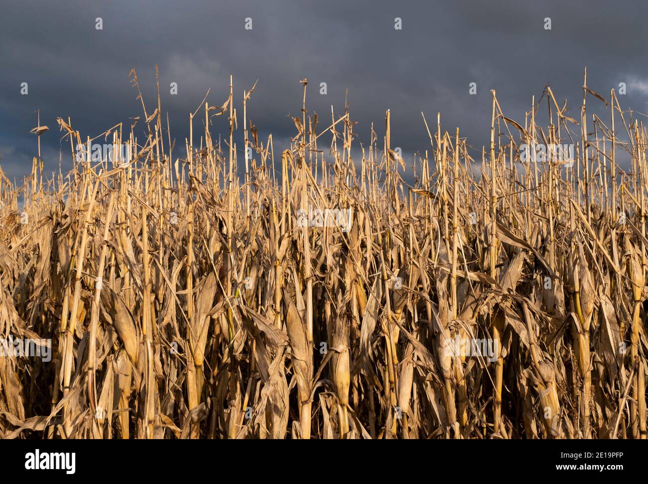 Animal feed maize hi-res stock photography and images - Alamy