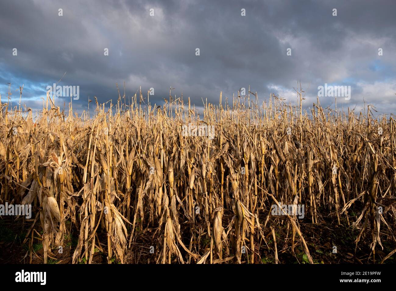 A field of Rotting Maize crop under dark winter skies, Warwickshire ...