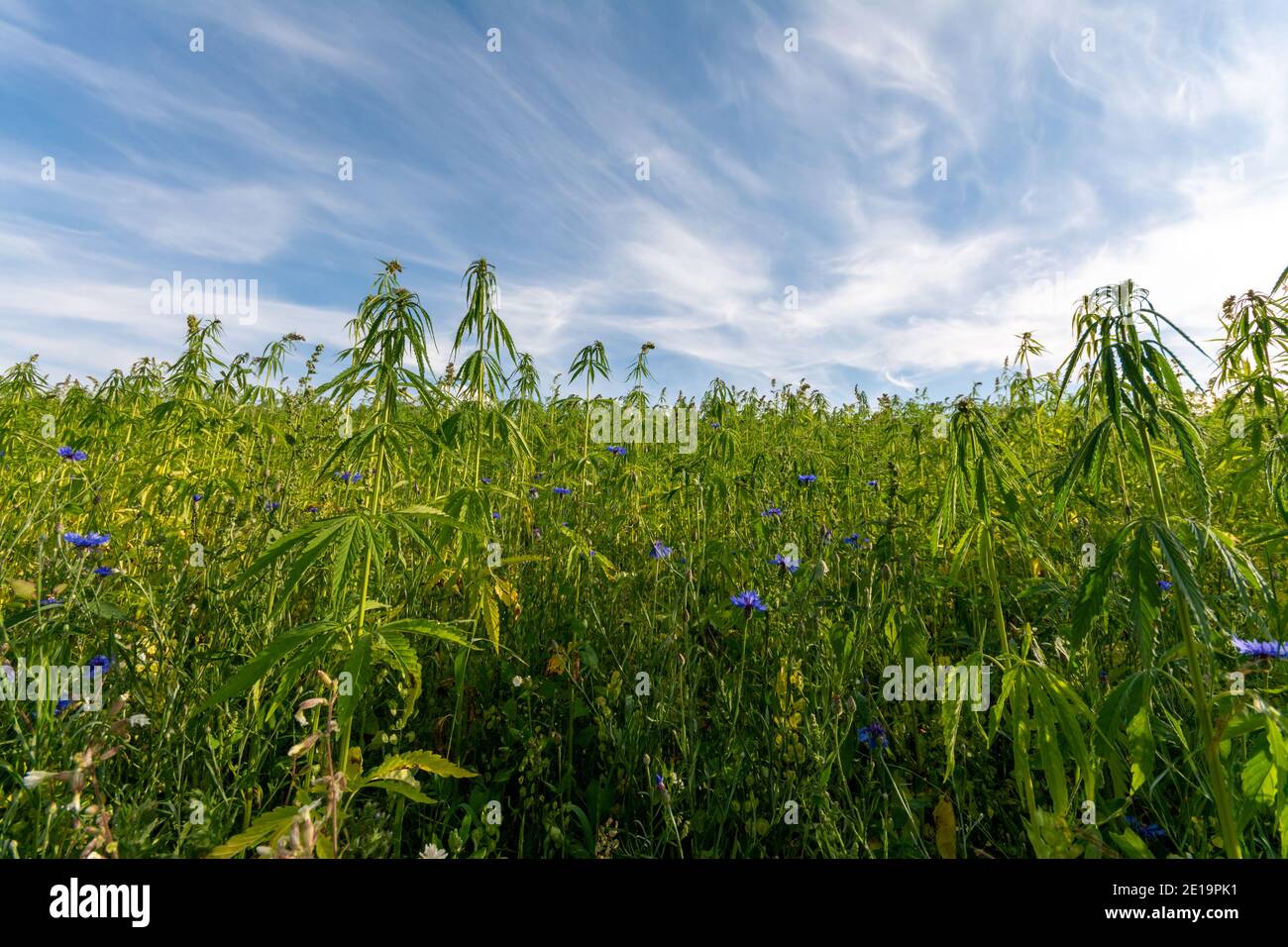 Sunrise on plantation hi-res stock photography and images - Alamy