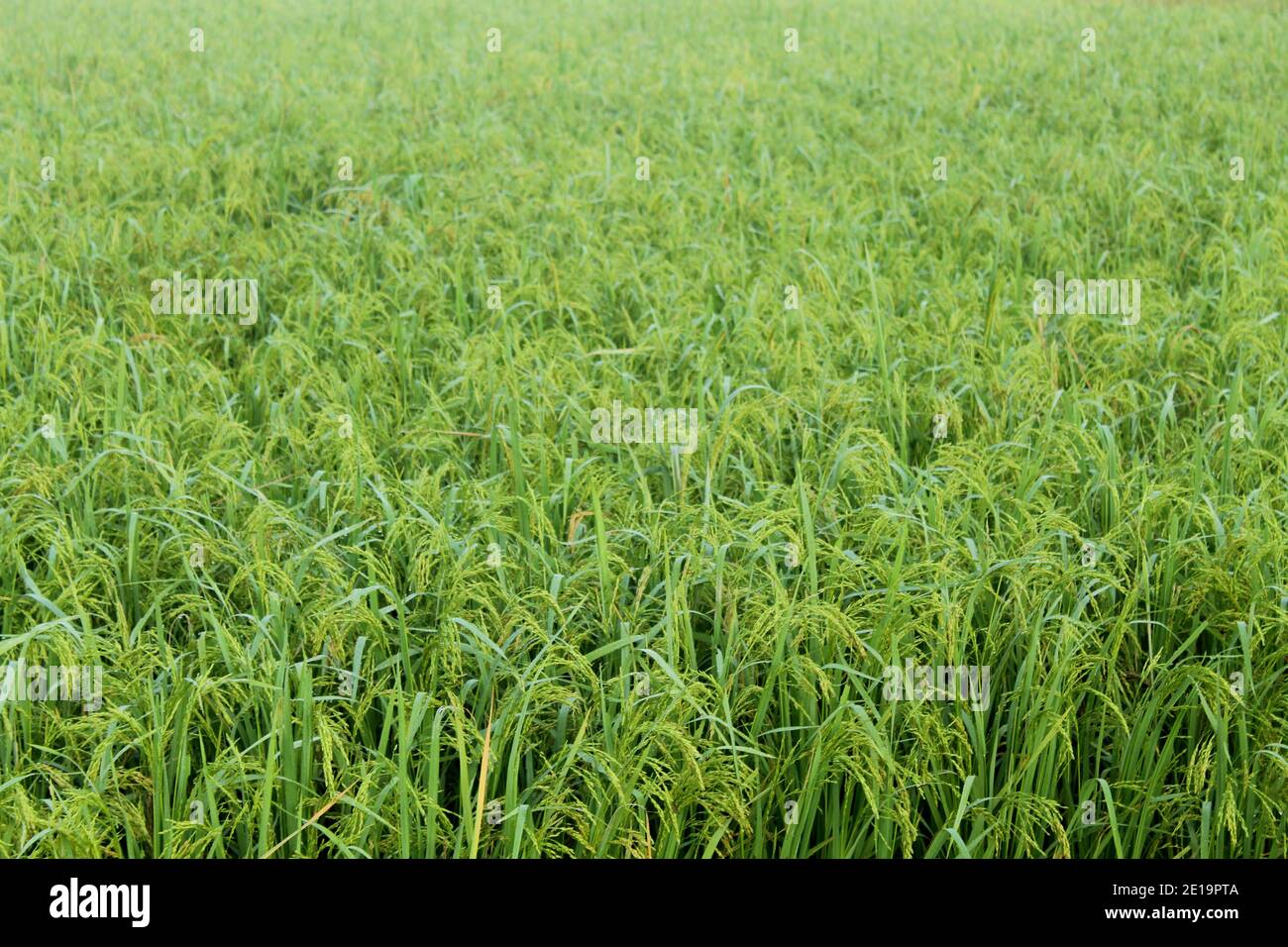 rice field india Stock Photo - Alamy