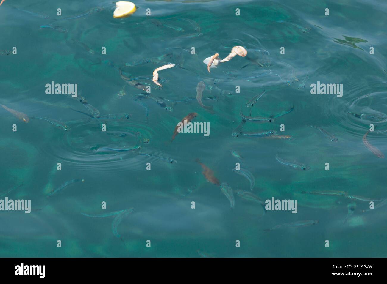 Small fish eat pieces of crab in sea Stock Photo - Alamy
