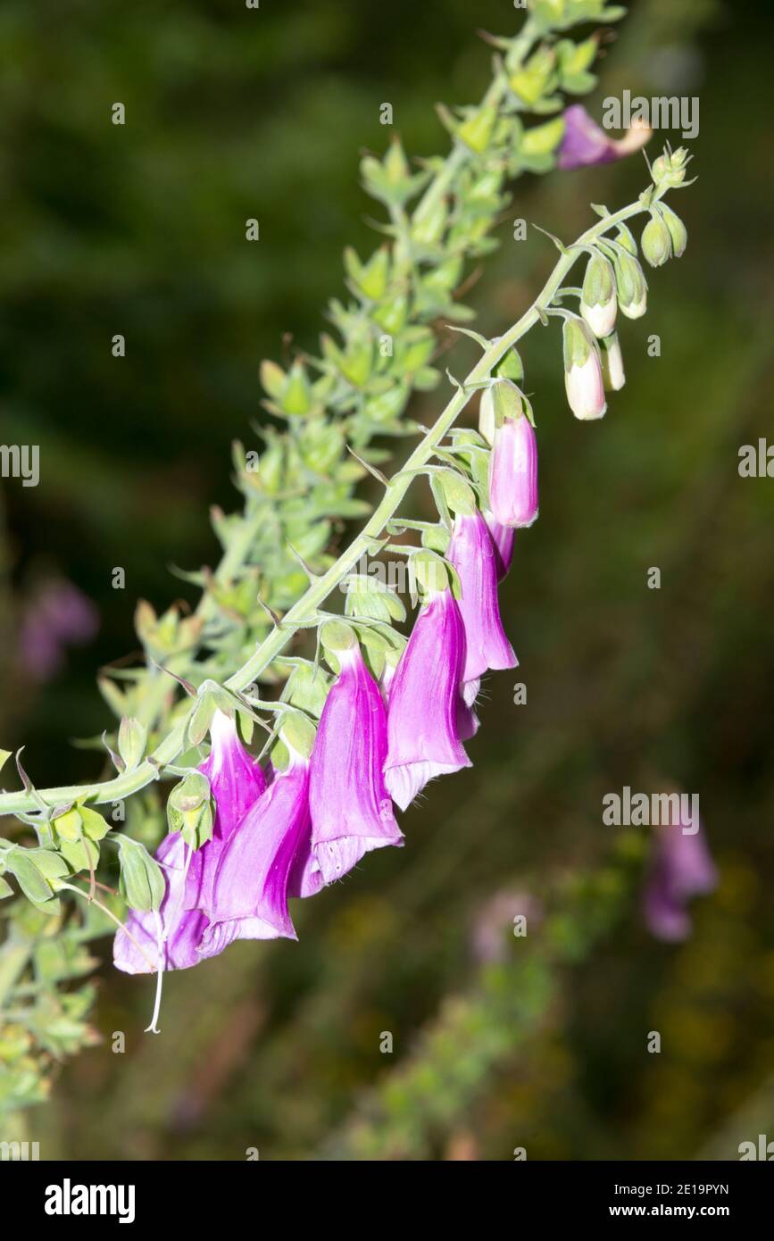 Common Foxglove (Digitalis purpurea Stock Photo - Alamy