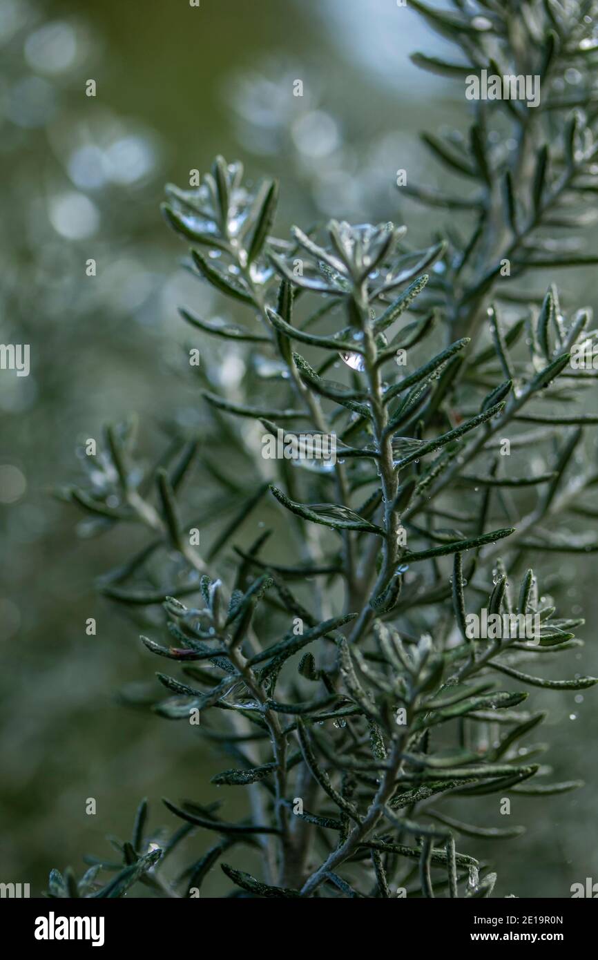 Ozothamnus hi-res stock photography and images - Alamy