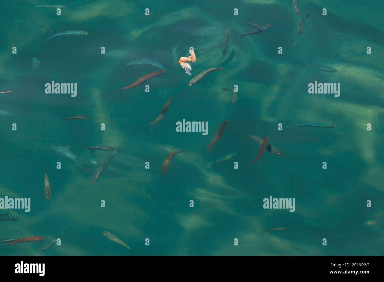 Small fish eat pieces of crab in sea Stock Photo - Alamy