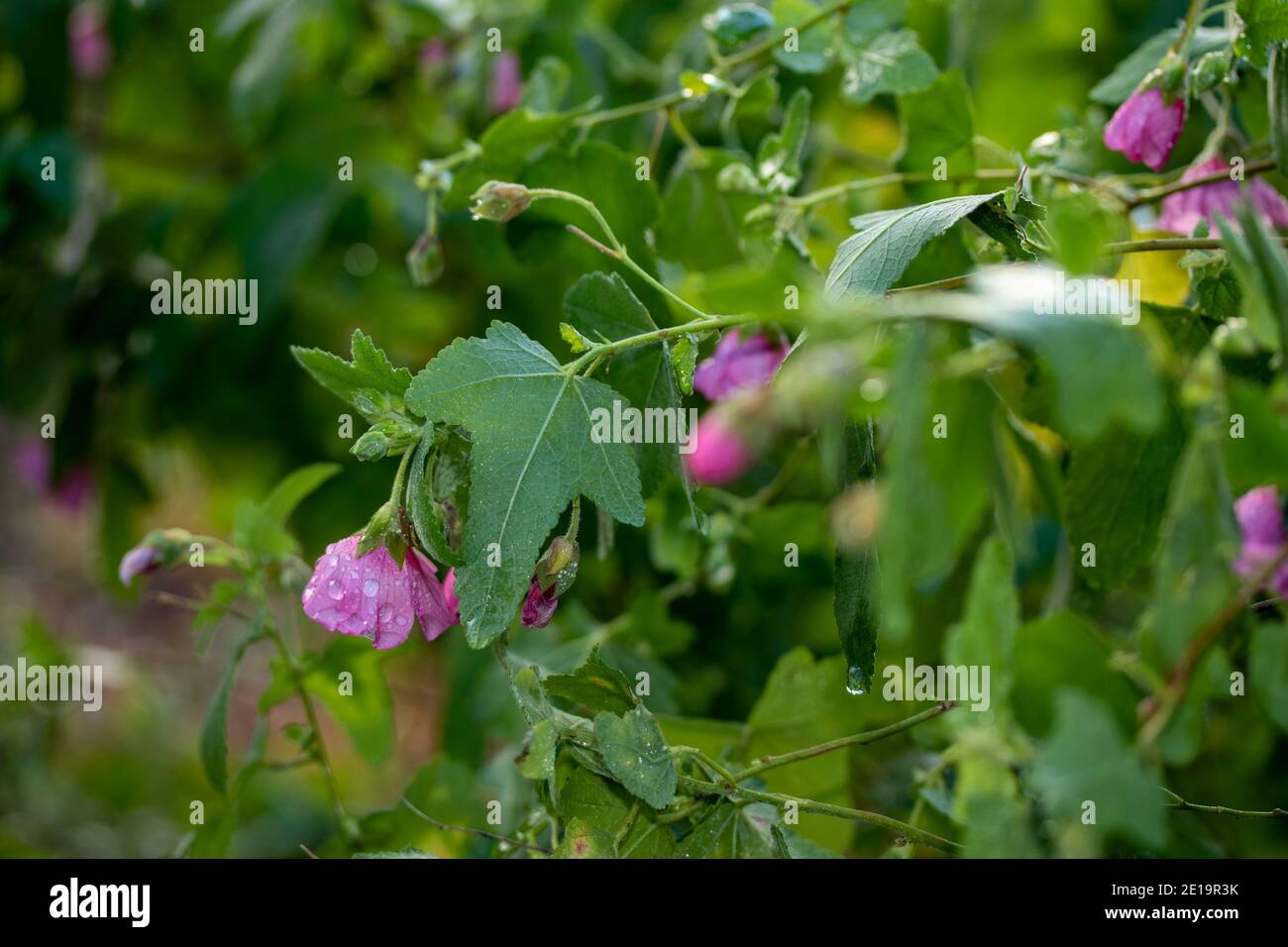Anisodontea El Rayo still flowering into mid winter backlit by bright ...