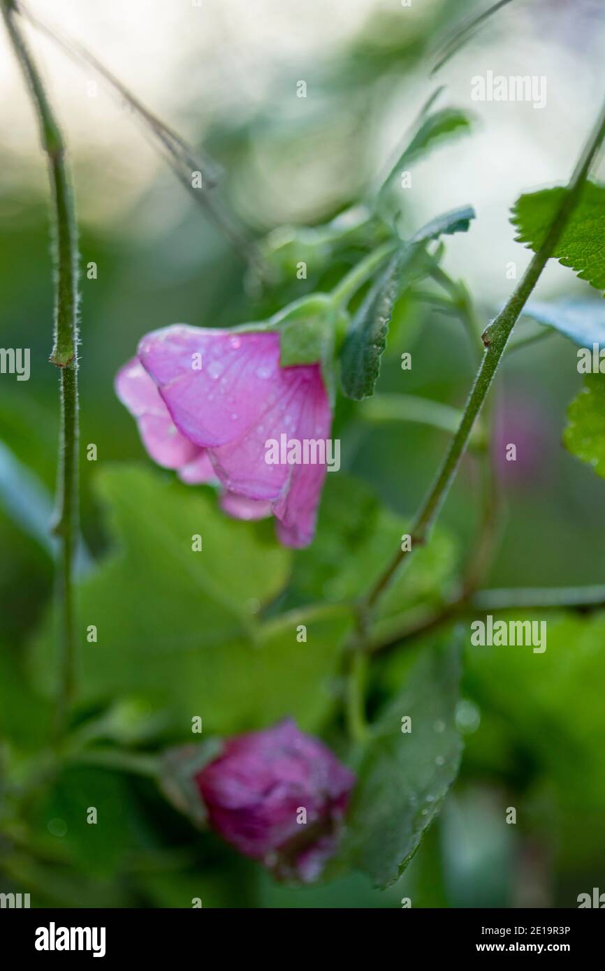 Anisodontea El Rayo still flowering into mid winter backlit by bright ...