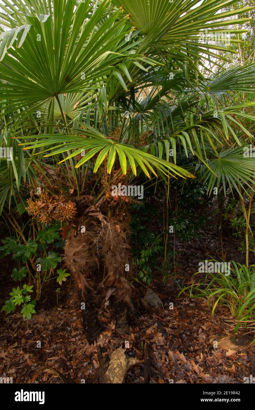 Trachycarpus fortunei, Chinese windmill palm, showing structure and ...