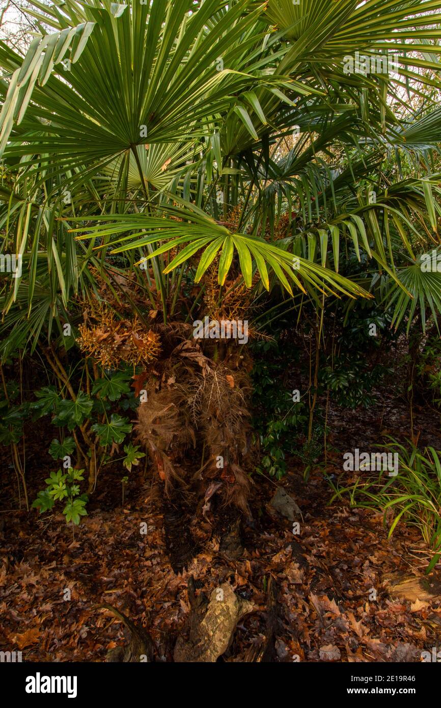 Trachycarpus fortunei, Chinese windmill palm, showing structure and ...