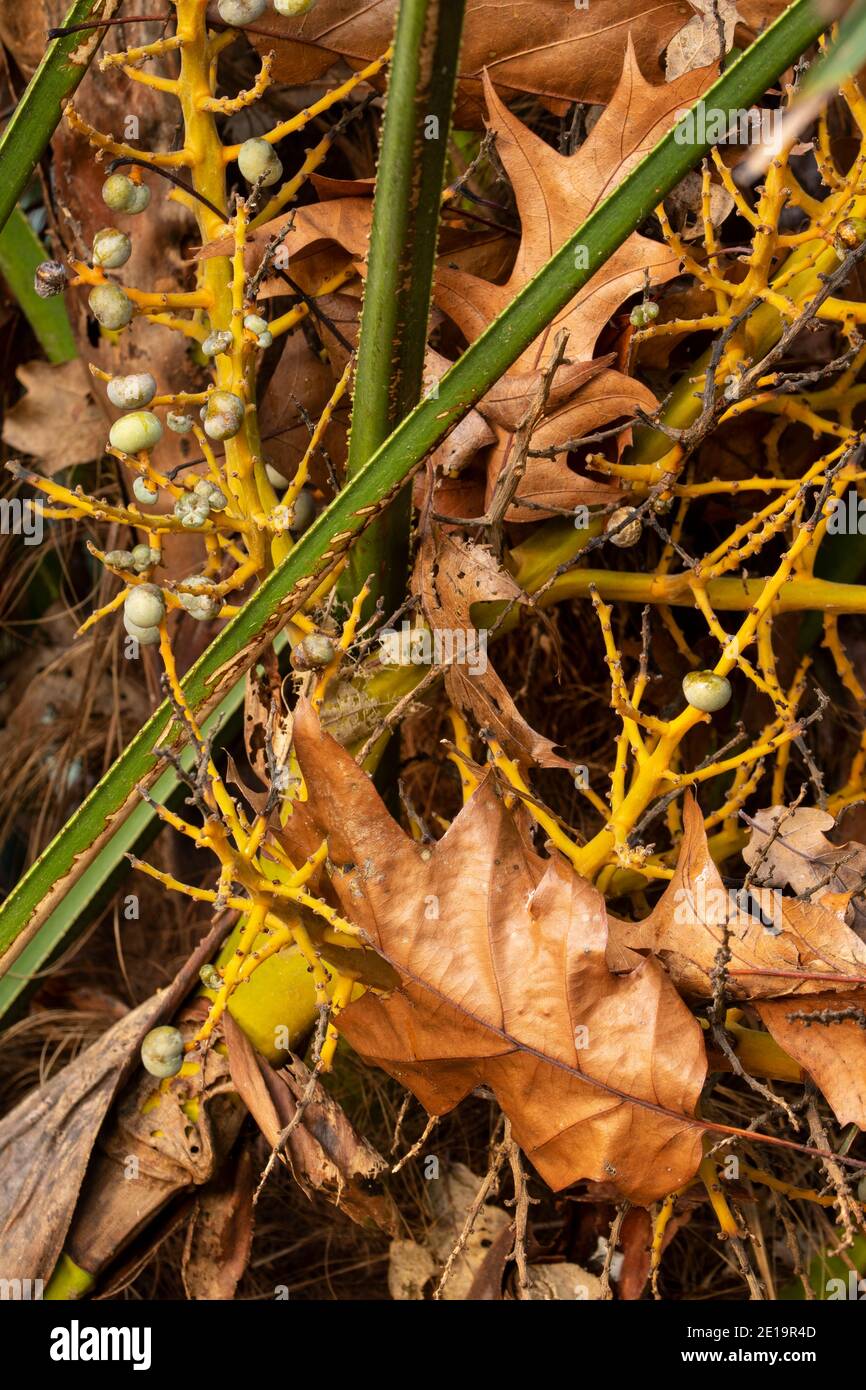 Trachycarpus fortunei, Chinese windmill palm, showing structure and ...