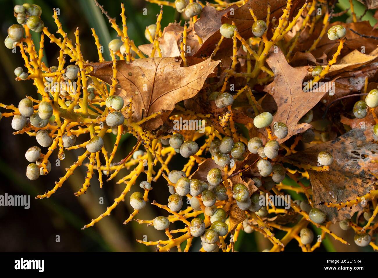 Trachycarpus fortunei, Chinese windmill palm, showing structure and ...