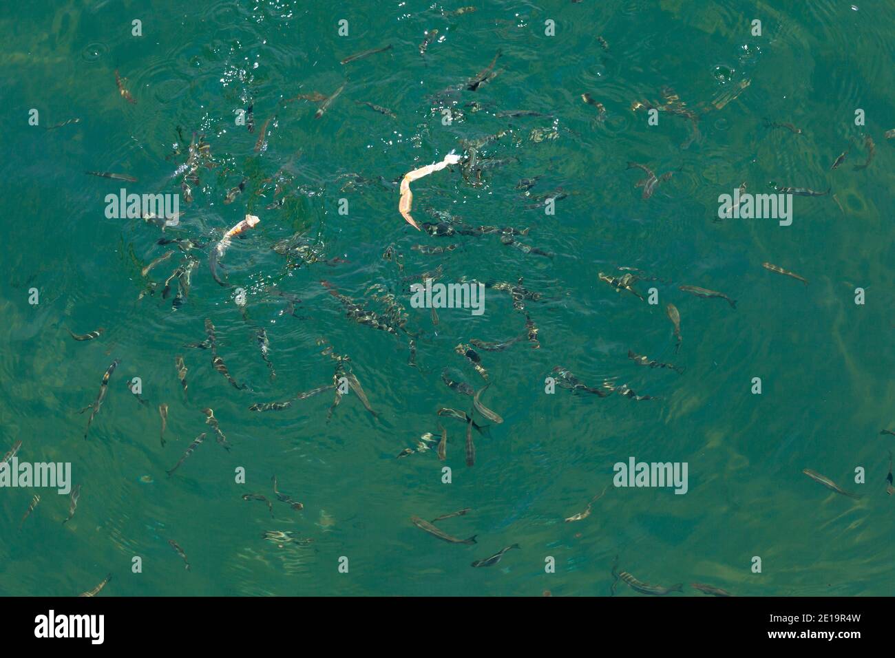 Small fish eat pieces of crab in sea Stock Photo - Alamy