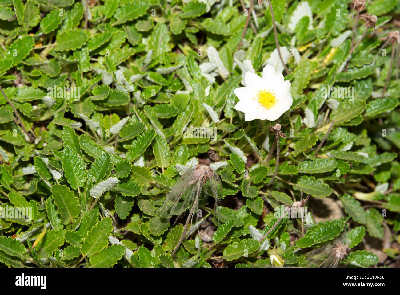 Mountain Avens (Dryas octopetala Stock Photo - Alamy