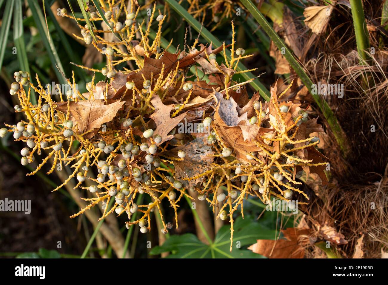 Trachycarpus fortunei, Chinese windmill palm, showing structure and ...
