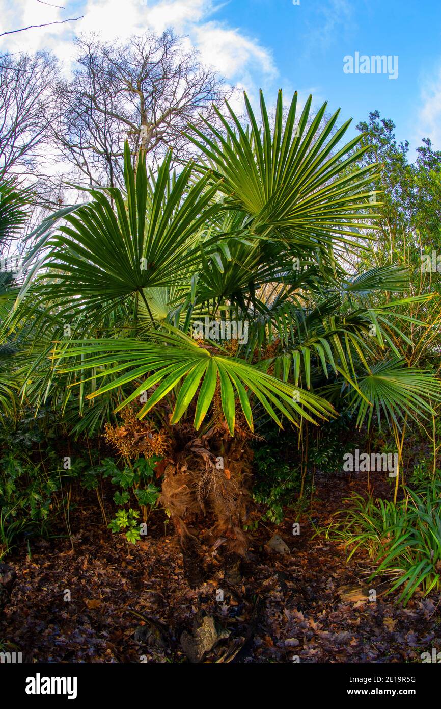 Trachycarpus fortunei, Chinese windmill palm, showing structure and ...