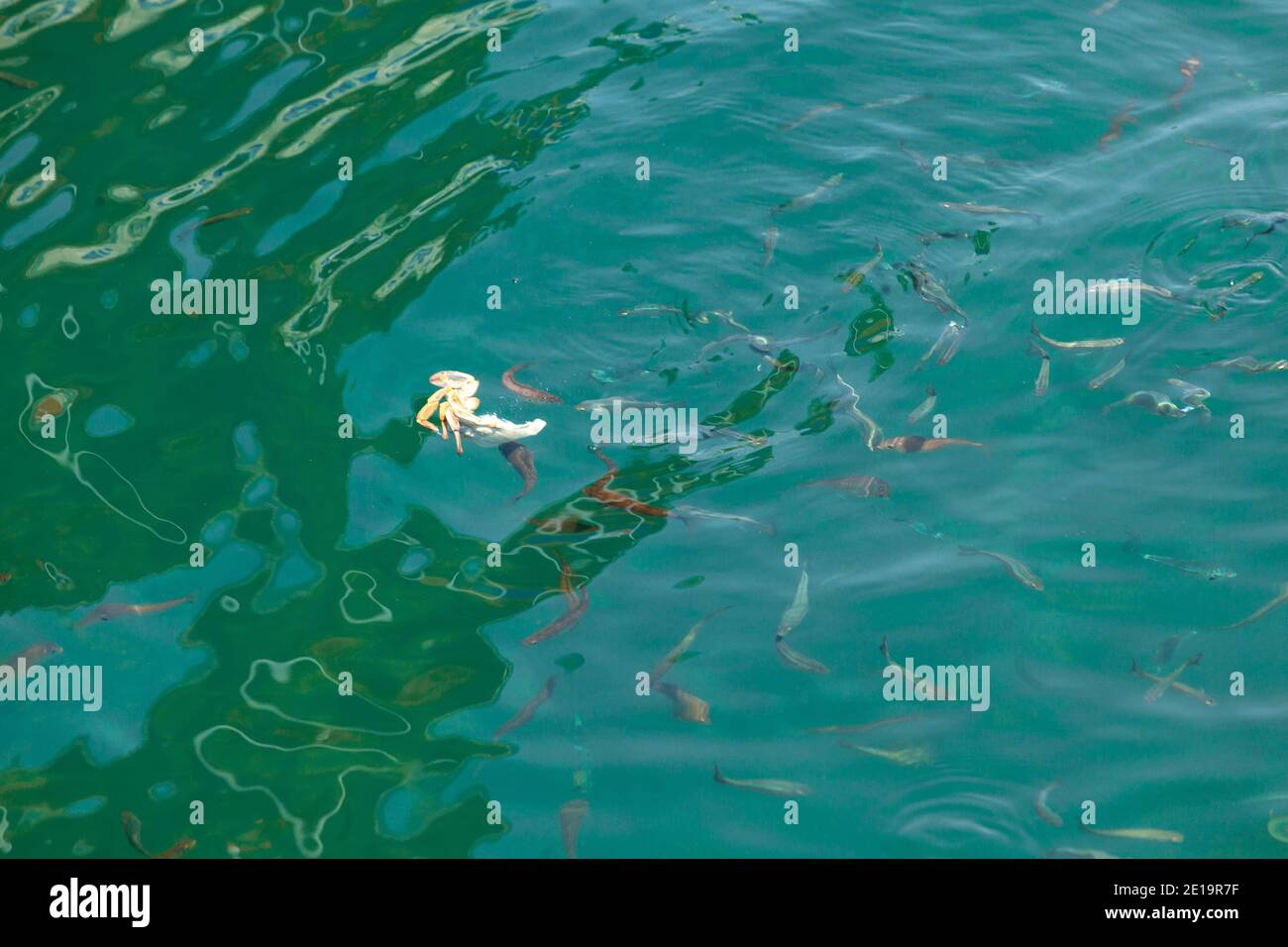 Dalyan crab hi-res stock photography and images - Alamy