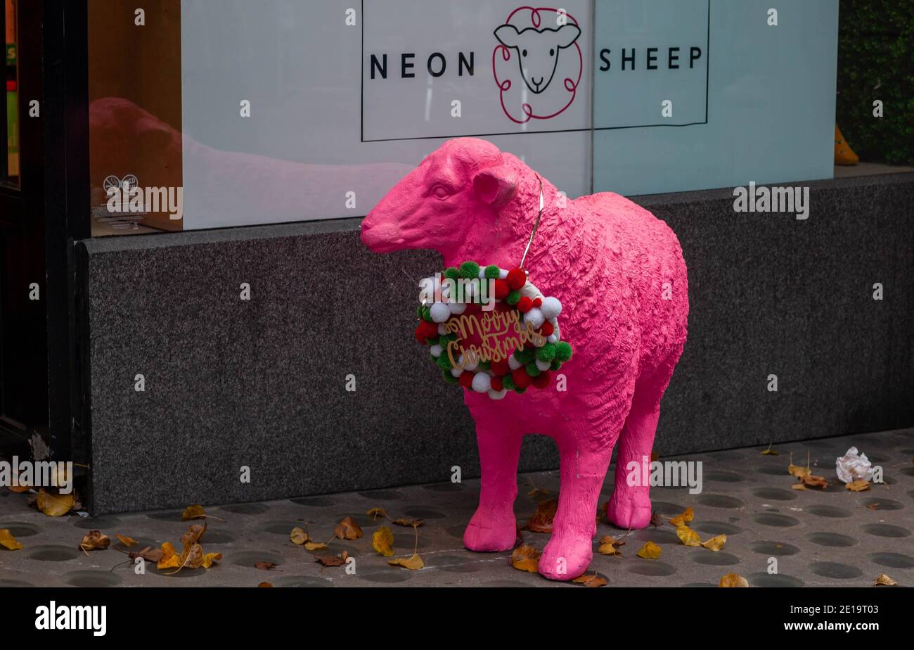 Neon Pink Sheep with Merry Christmas wreath fixed round its neck stands ...