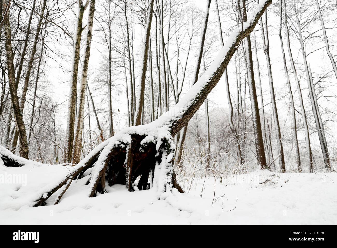 Forest scene with fallen tree hi-res stock photography and images - Alamy