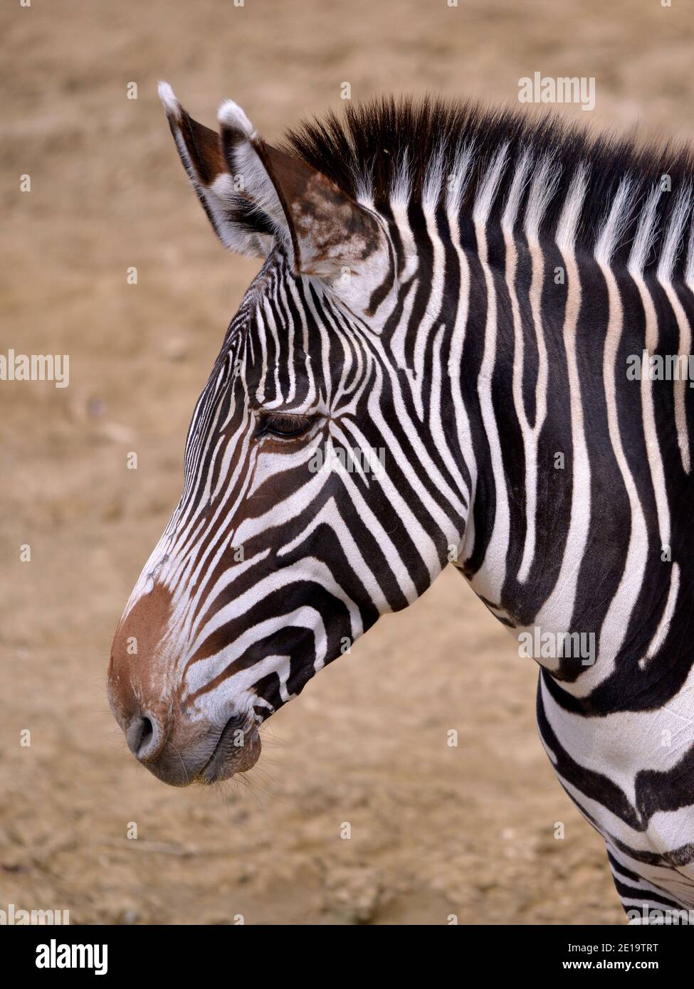 Head of Grevy’s zebra or imperial zebra (Equus grevyi) seen from ...