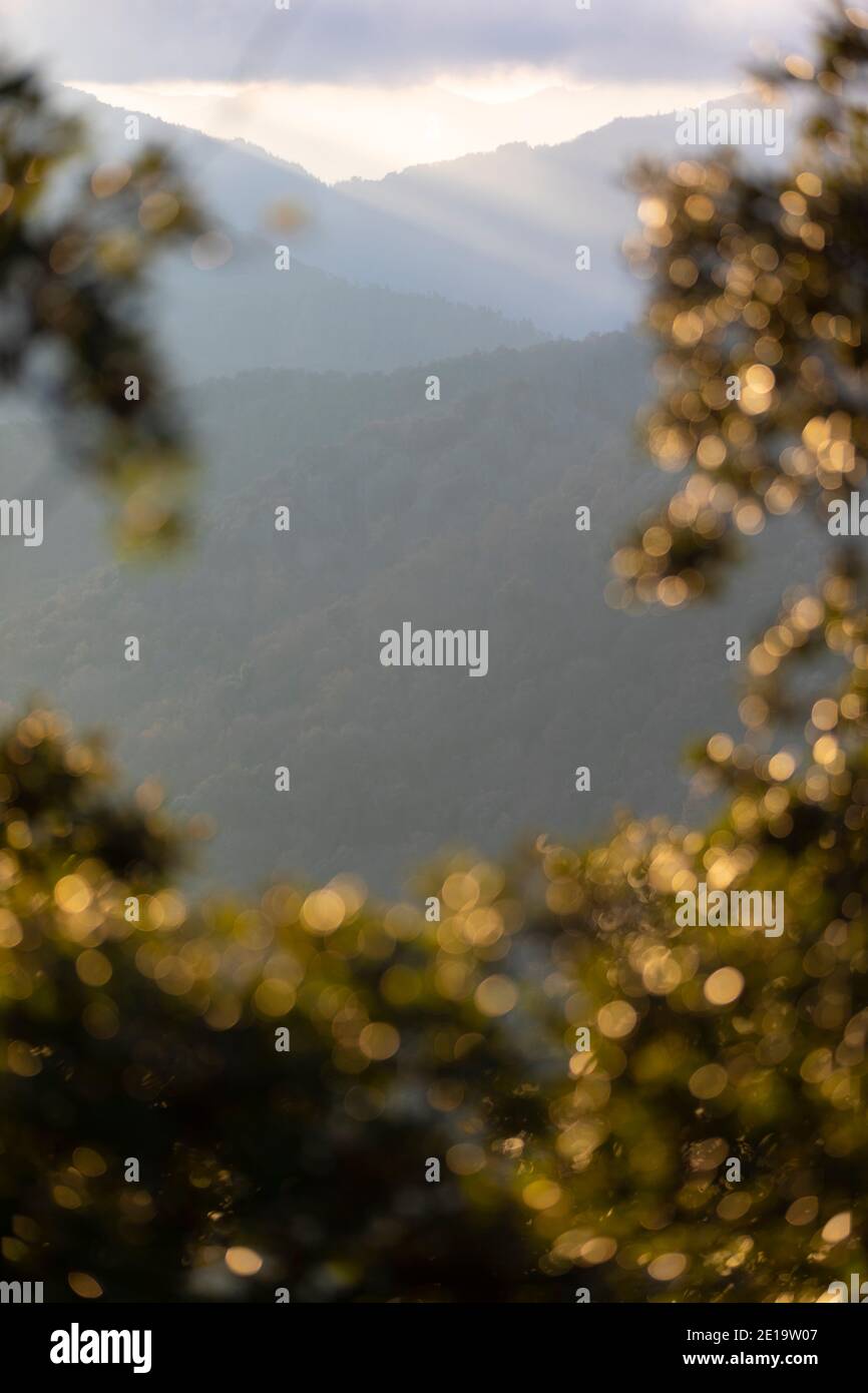 Winter sunrise among tree leaves Stock Photo - Alamy