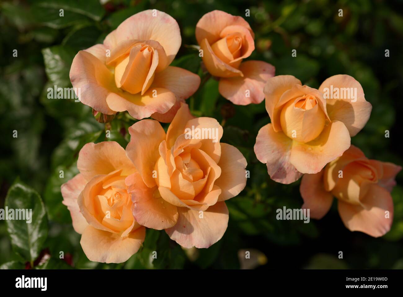 Orange rose flowers on a rose bush in a garden Stock Photo - Alamy