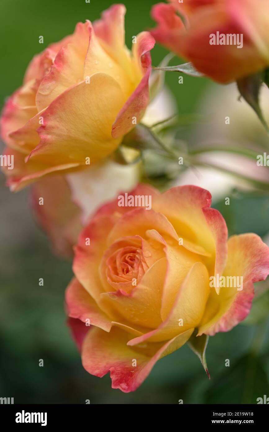 Yellow red garden rose closeup hi-res stock photography and images - Alamy