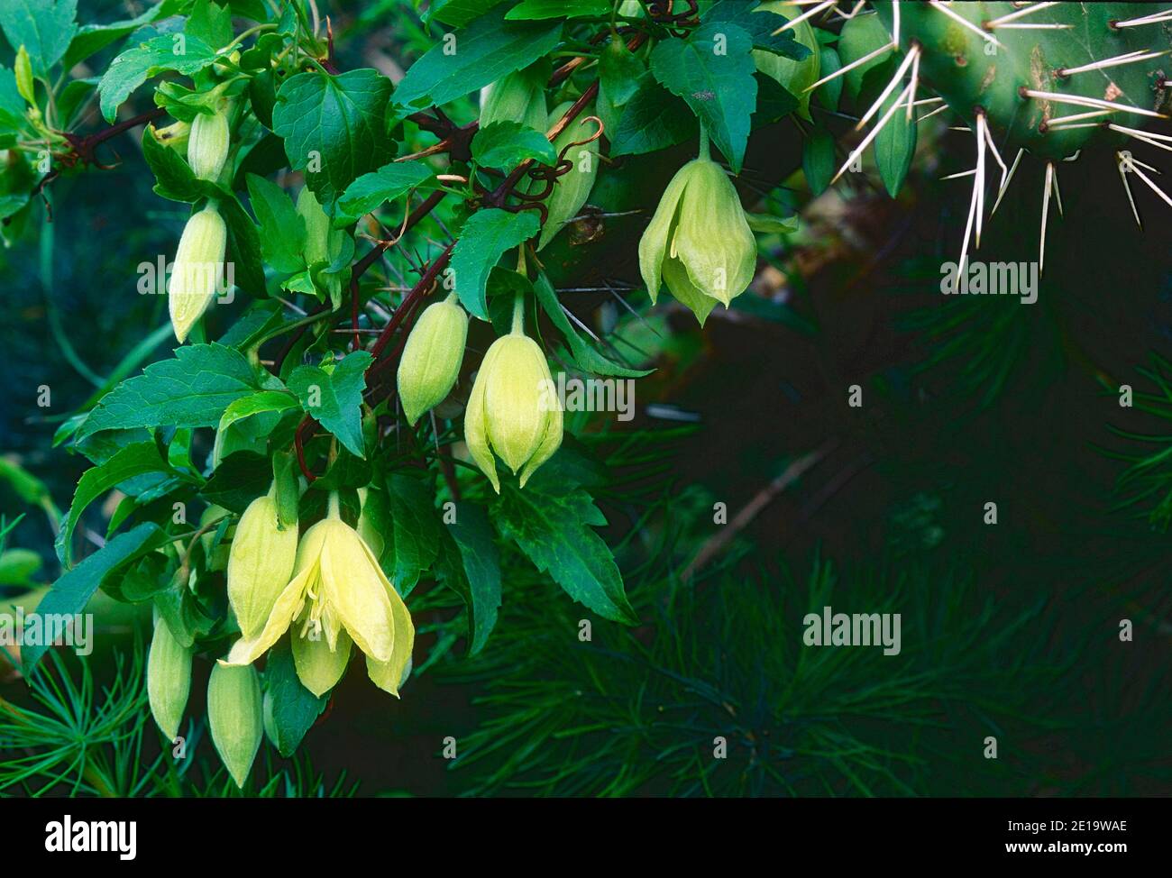 Virgins bower clematis cirrhosa hi-res stock photography and images - Alamy