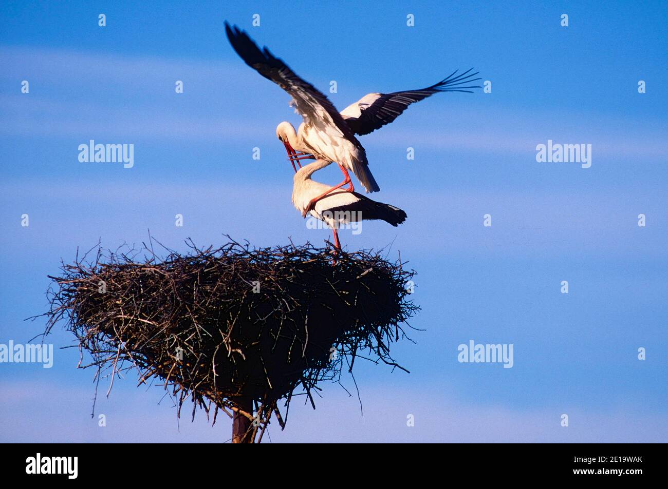 On the eyrie hi-res stock photography and images - Alamy