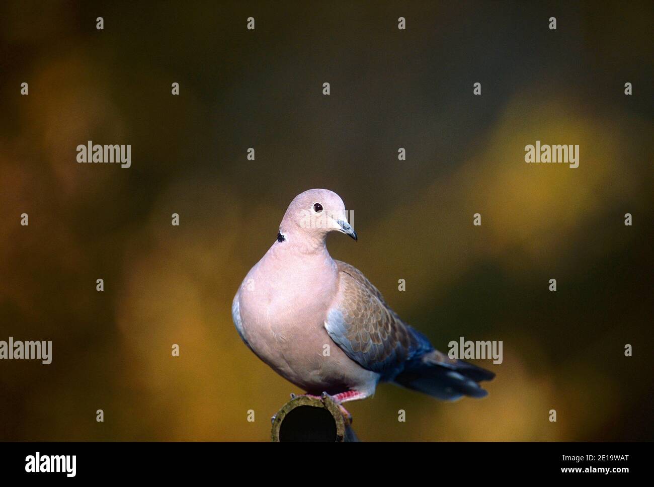 Columbidae hi-res stock photography and images - Alamy
