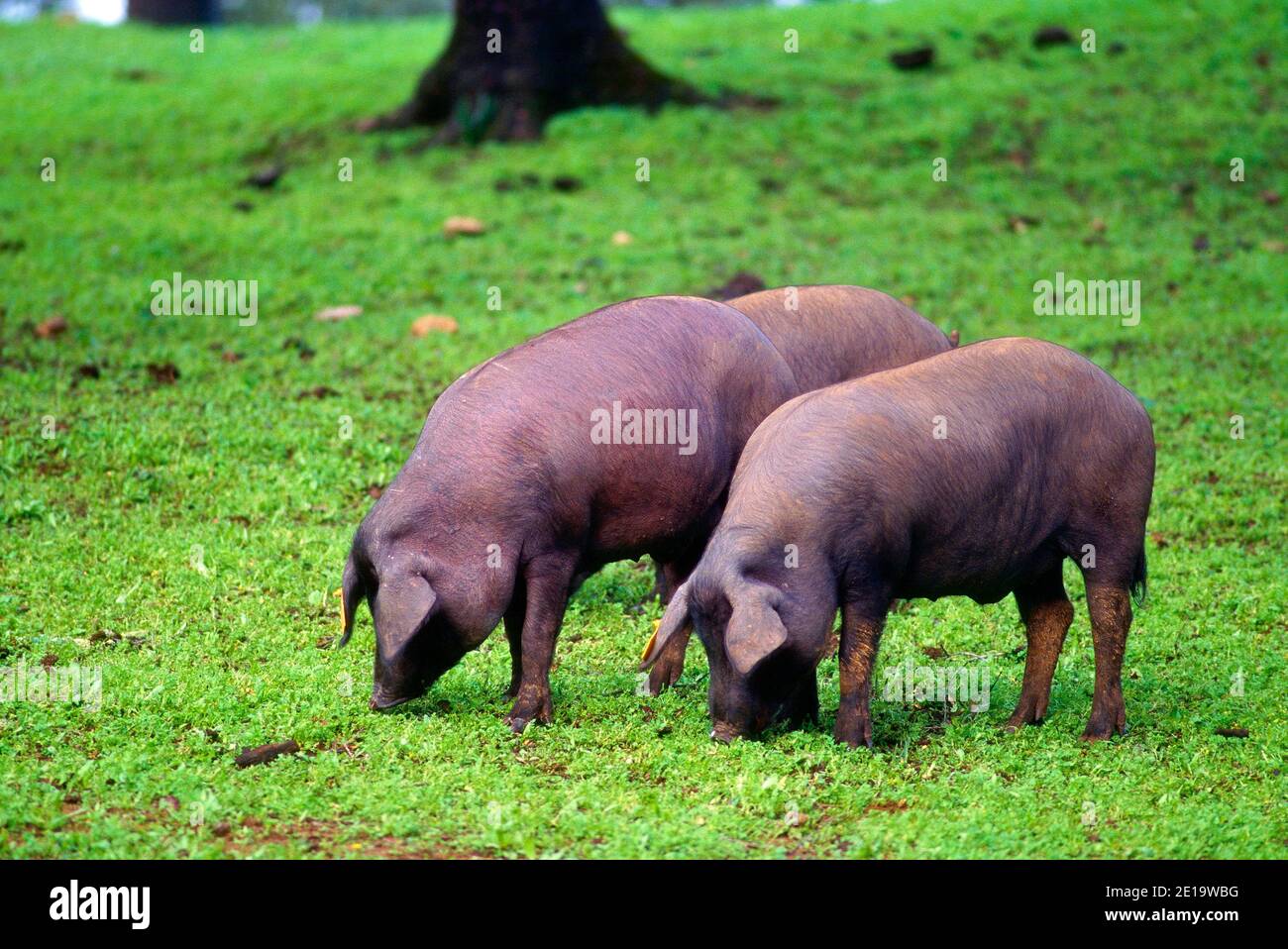 Pig farm hi-res stock photography and images - Alamy