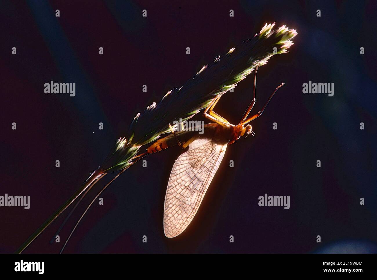 Ephemeroptera Spec High Resolution Stock Photography and Images - Alamy