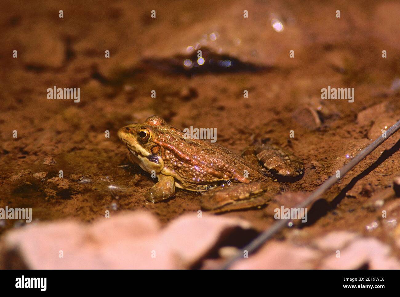 Amphibian hi-res stock photography and images - Alamy
